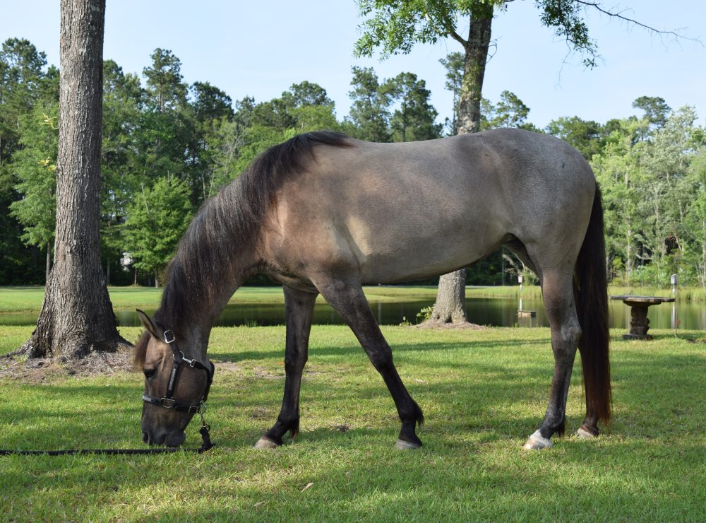 June, 2010: Marsh Tacky becomes the official State Heritage Horse ...